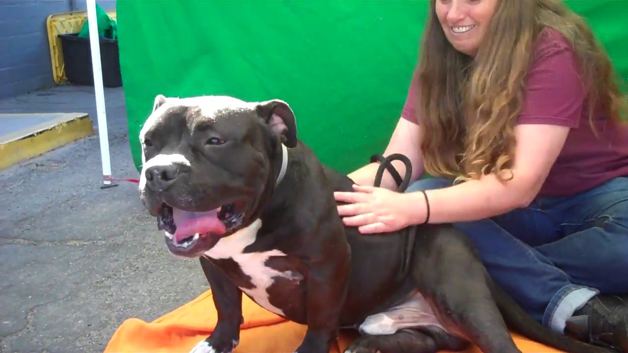 A5116483 Kenny | Staffordshire Bull Terrier - YouTube