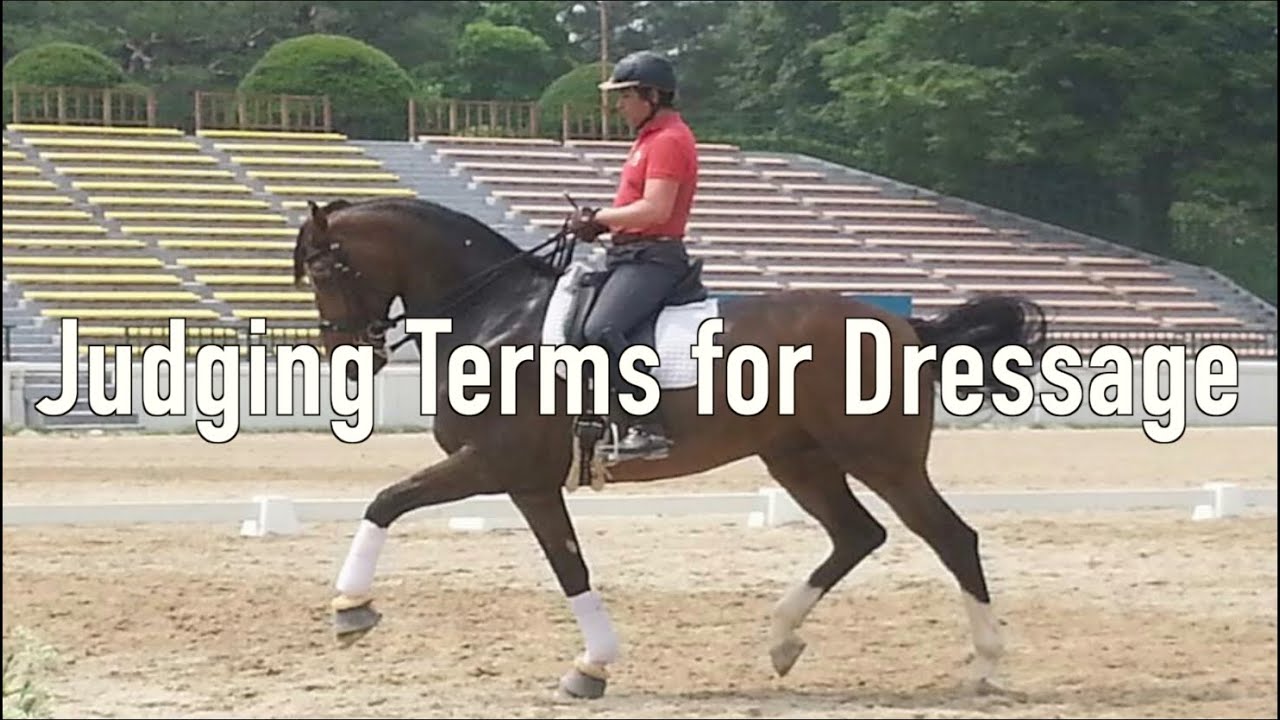 마장마술 심사 용어 :: #3 Judging Terms for Dressage | 승마서점 - YouTube