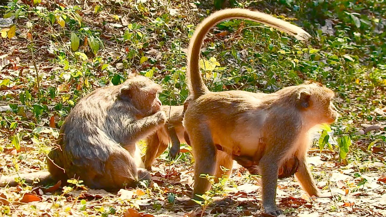 Monkey meeting, So good. The monkey want meeting - YouTube