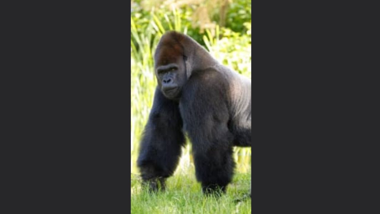 How Close Are We to Gorillas? The DNA Truth #shorts #facts #gorilla ...