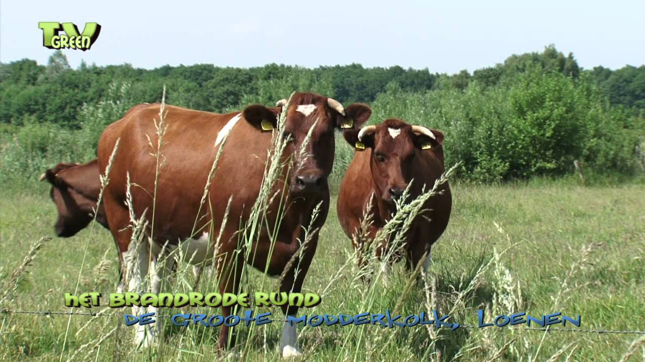 I'm watching you ... Deep red cattle - Brandrode runderen - YouTube