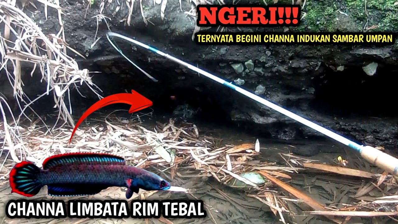 GANAS!! Mancing channa Limbata Ikan Gabus Hias / Kotes Di Alam liar ...