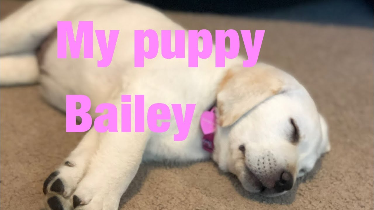 Bailey my puppy - YouTube
