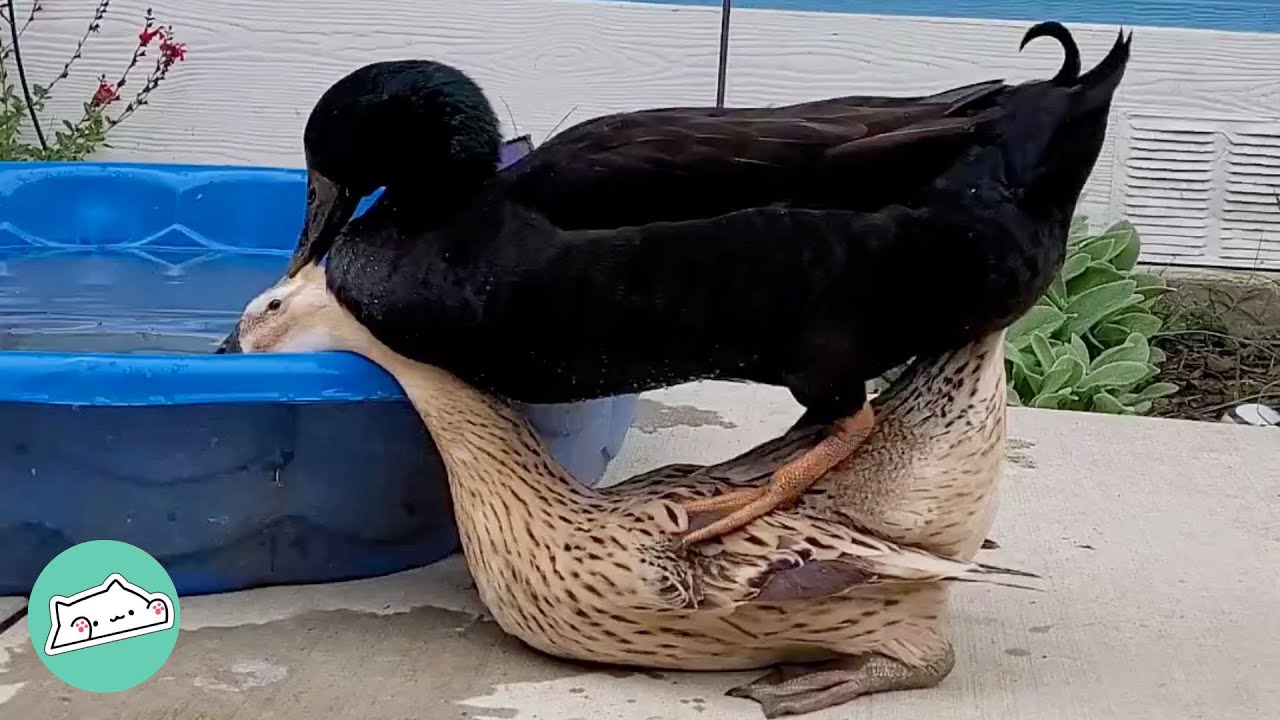 Abused Duck Runs Away From Humans, But Follows Her Drake Crush | Cuddle ...