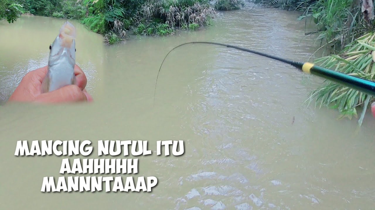 TRIP SINGKAT NUTUL NILEM MASIH DI JALUR ARUS DERAS - YouTube