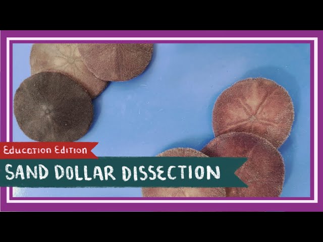 Inside Sand Dollars