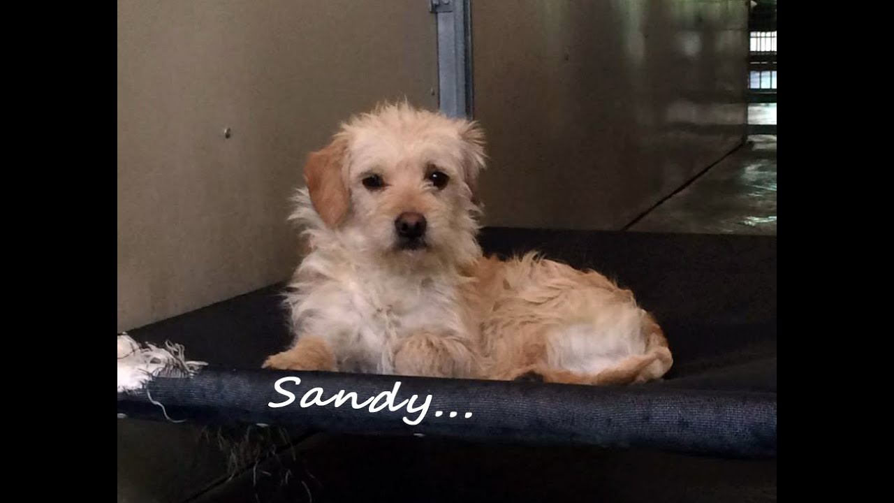 What REALLY happened to Sandy at "Shelter Dogs to Dream Dogs"? - YouTube
