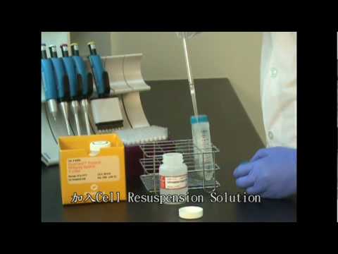 Promega PureYield™ Plasmid Midiprep System combined protocol (I).mpg ...