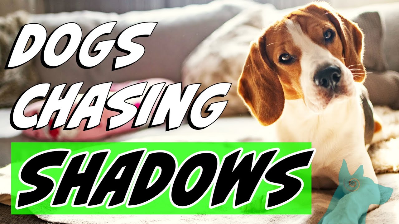 Why do dogs chase shadows & reflections? - YouTube