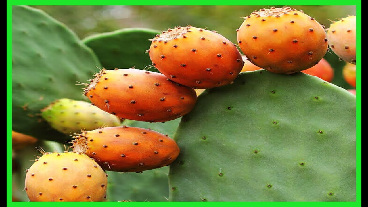 Nopal o Tuna Beneficios y Propiedades Medicinales Opuntia Ficus indica0 ...