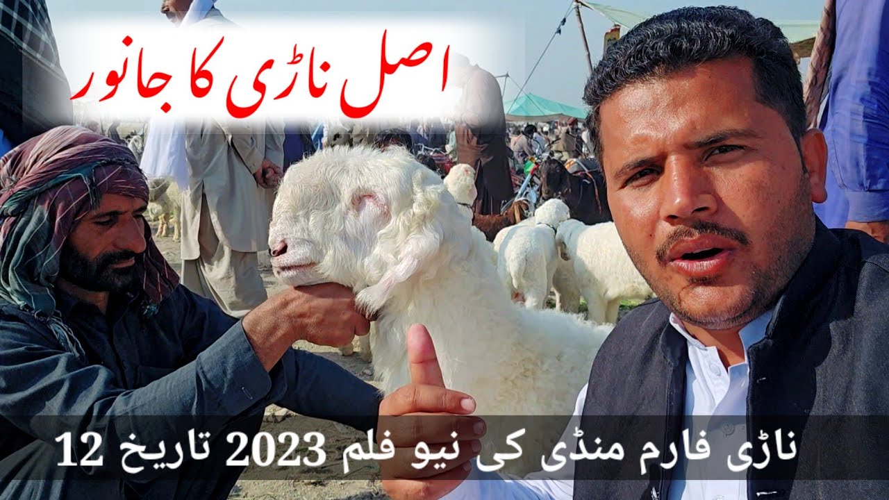 Nari farm Mandi 2023 ,, tarikh 12 Din itwar Ka ناڑی فارم منڈی - YouTube