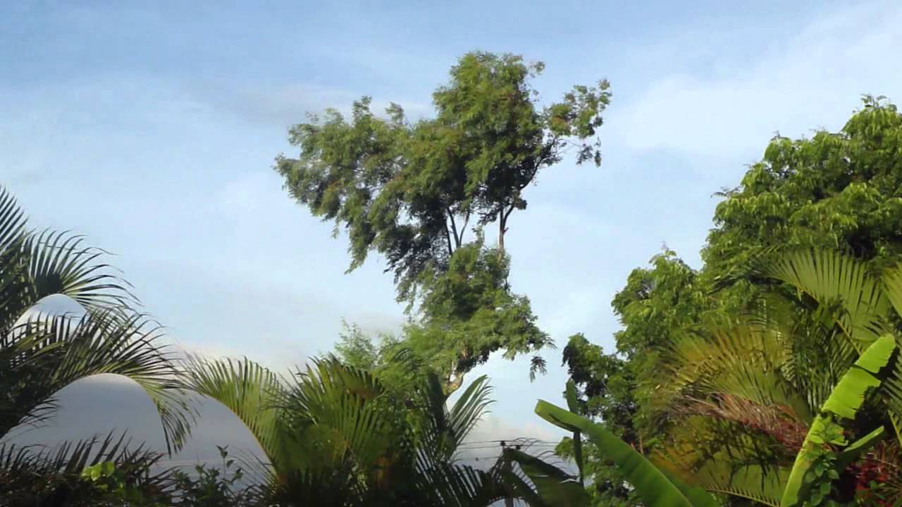 CHOCOYOS EN EL ATARDECER. - YouTube
