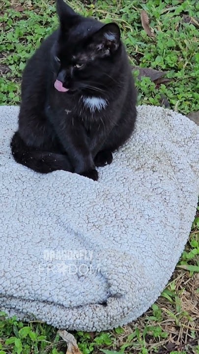 Shadow on Comfy Catnip Blanket Dragonfly FR44DOM #dragonflyfr44dom - YouTube