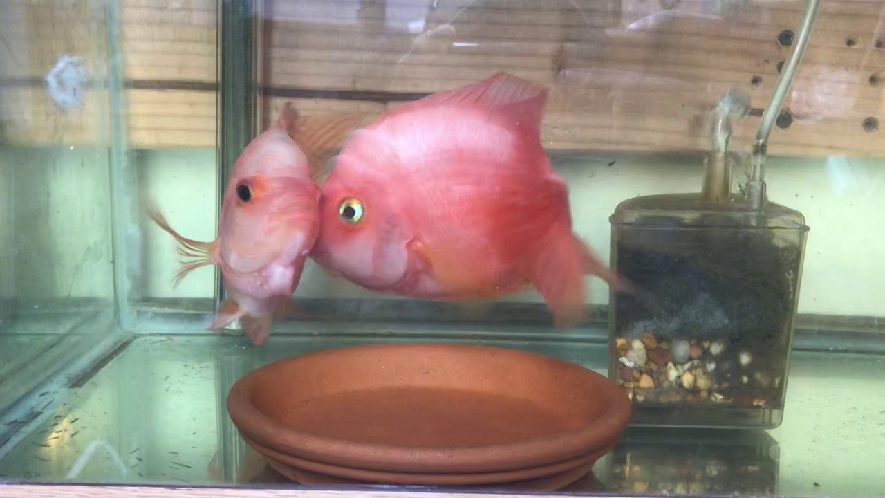 Short body flowerhorn breeding - YouTube