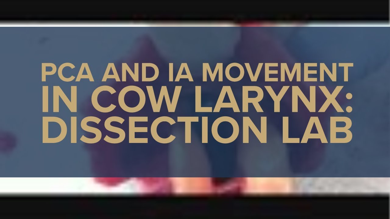 PCA and IA Movement in Cow Larynx - YouTube
