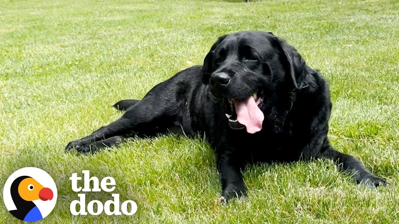 When The Dog You're Dog Sitting Becomes Your Son | The Dodo - YouTube