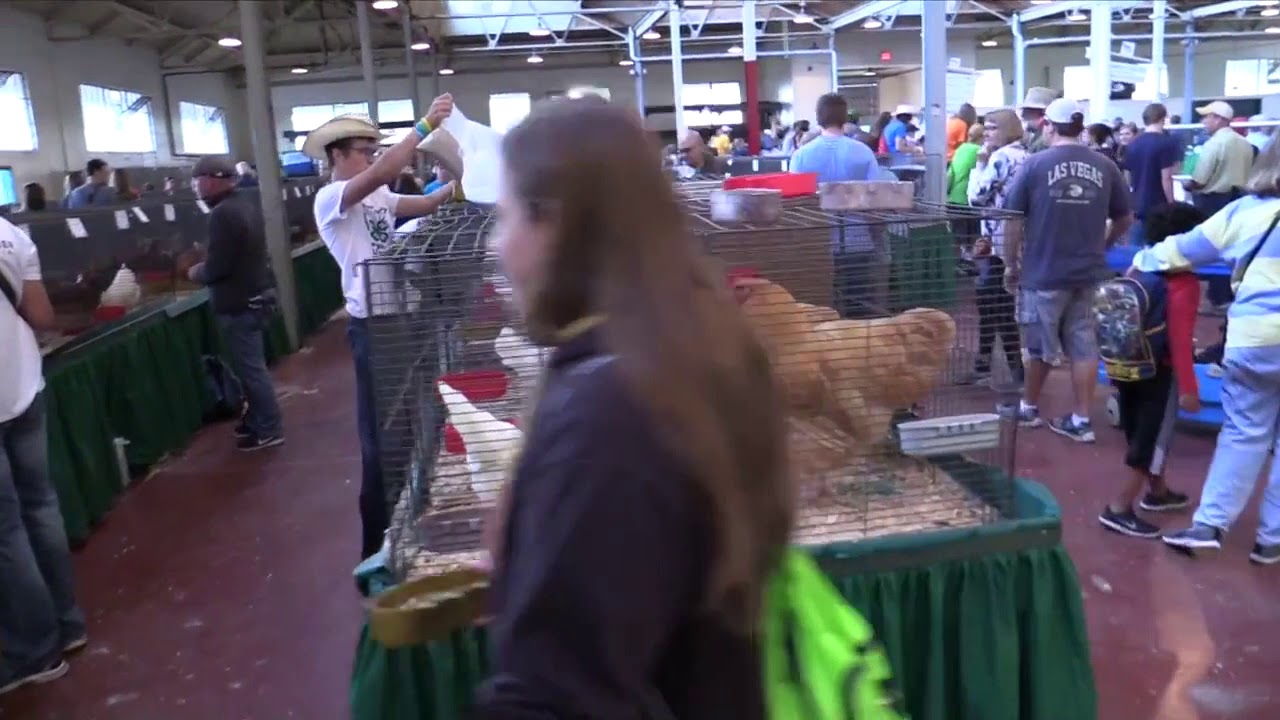 Animal Warning At Minnesota State Fair - YouTube