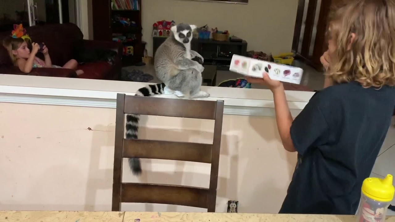 Oliver and Rupert the ring tailed lemur unbox their crystals with baby ...