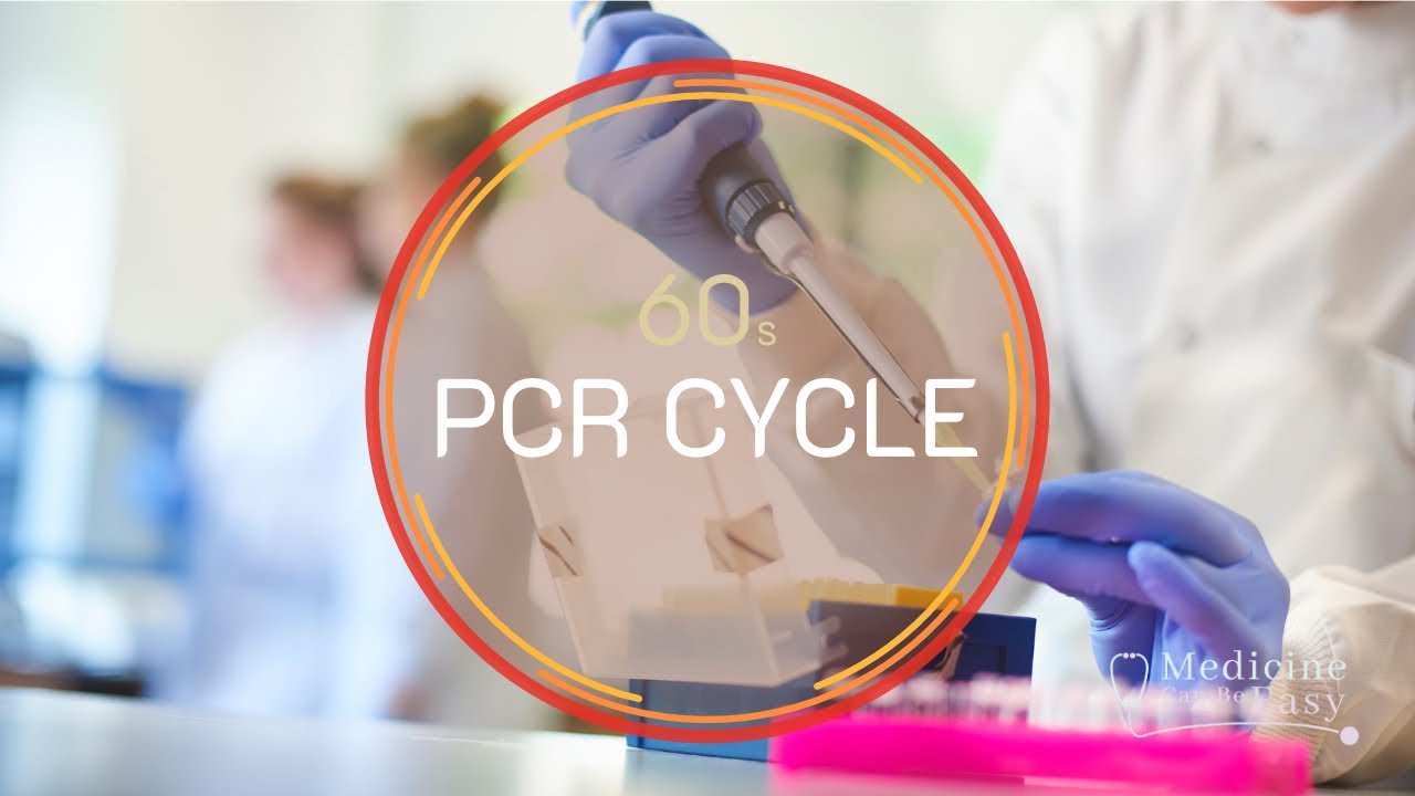 Genetics in 60 seconds: PCR cycle - YouTube