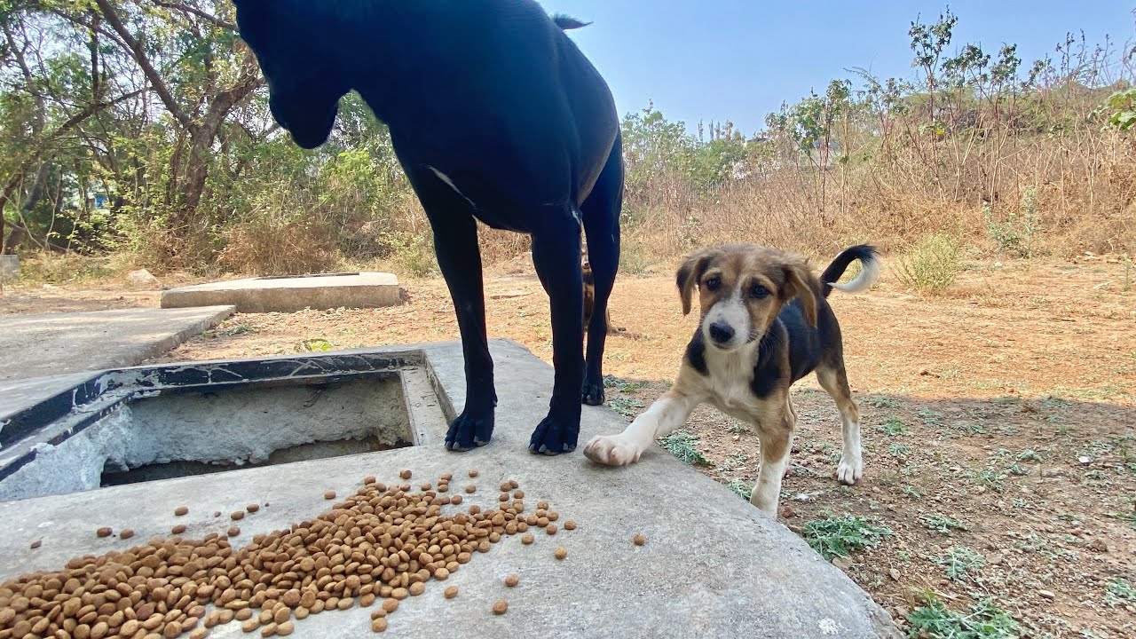 Giving healthy food to stray dogs - YouTube
