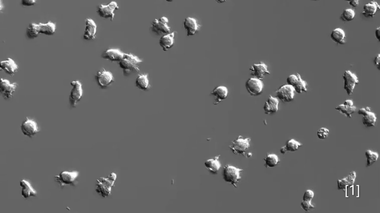 Traction Force Microscopy (TFM) - Austin Ngo, 2020 - YouTube