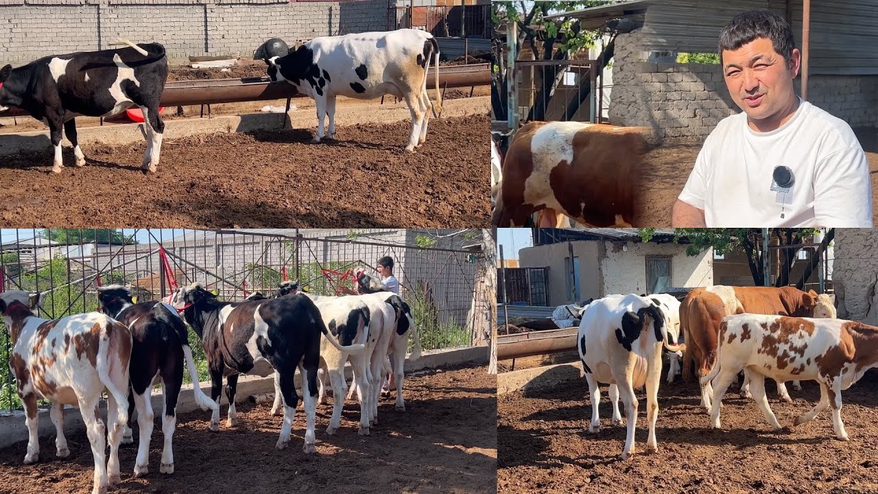 YANGI PARTIYA SIGIR GʻUNAJINLAR. UDARLARI🏃📞33-606-00-22 - YouTube