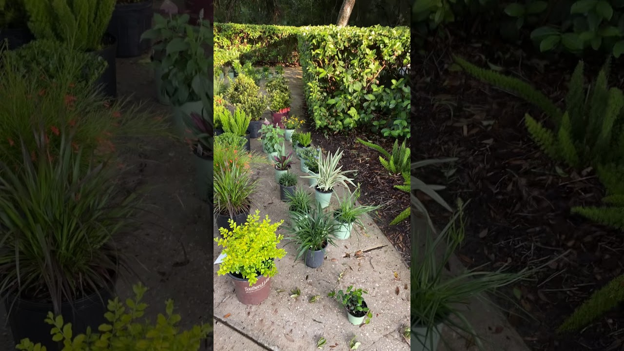 Flora Express Samples 7/13/2020 - YouTube