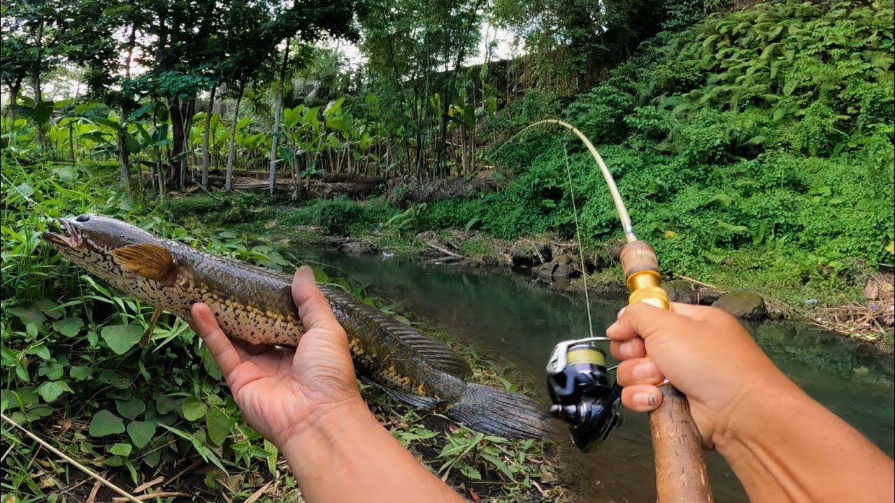 SENAR SAMPAI PUTUS‼️ .. SPOT LAMA TAK DI PANCING IKAN NYA JADI GANAS - YouTube