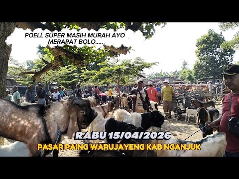 DARI 2 JT SAMPAI 5 JT POEEL NEGO ⁉️ REVIEW SEMUA KAMBING PASAR WARUJAYENG @BERPETUALANG75