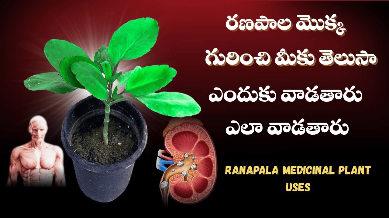 ranapala uses in telugu || medicinal plant || ఇదే రణపాల మొక్క - YouTube