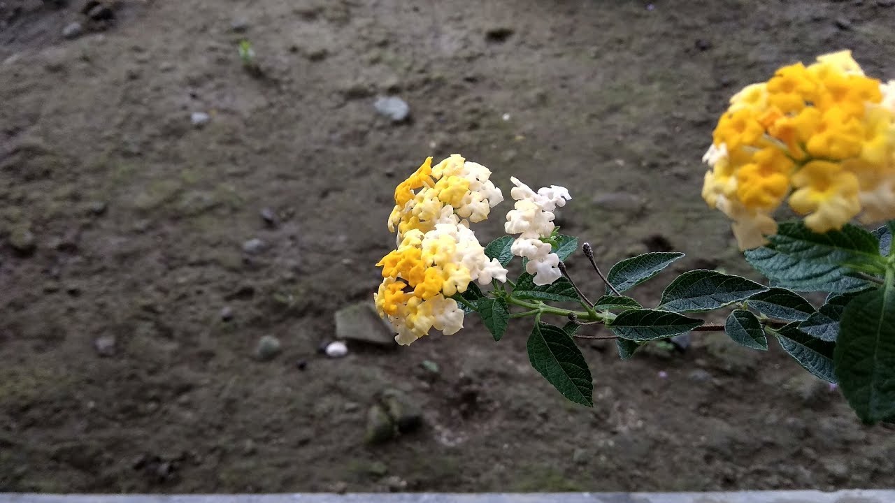 Brighten Up Your Garden With Lantana Flowers - YouTube