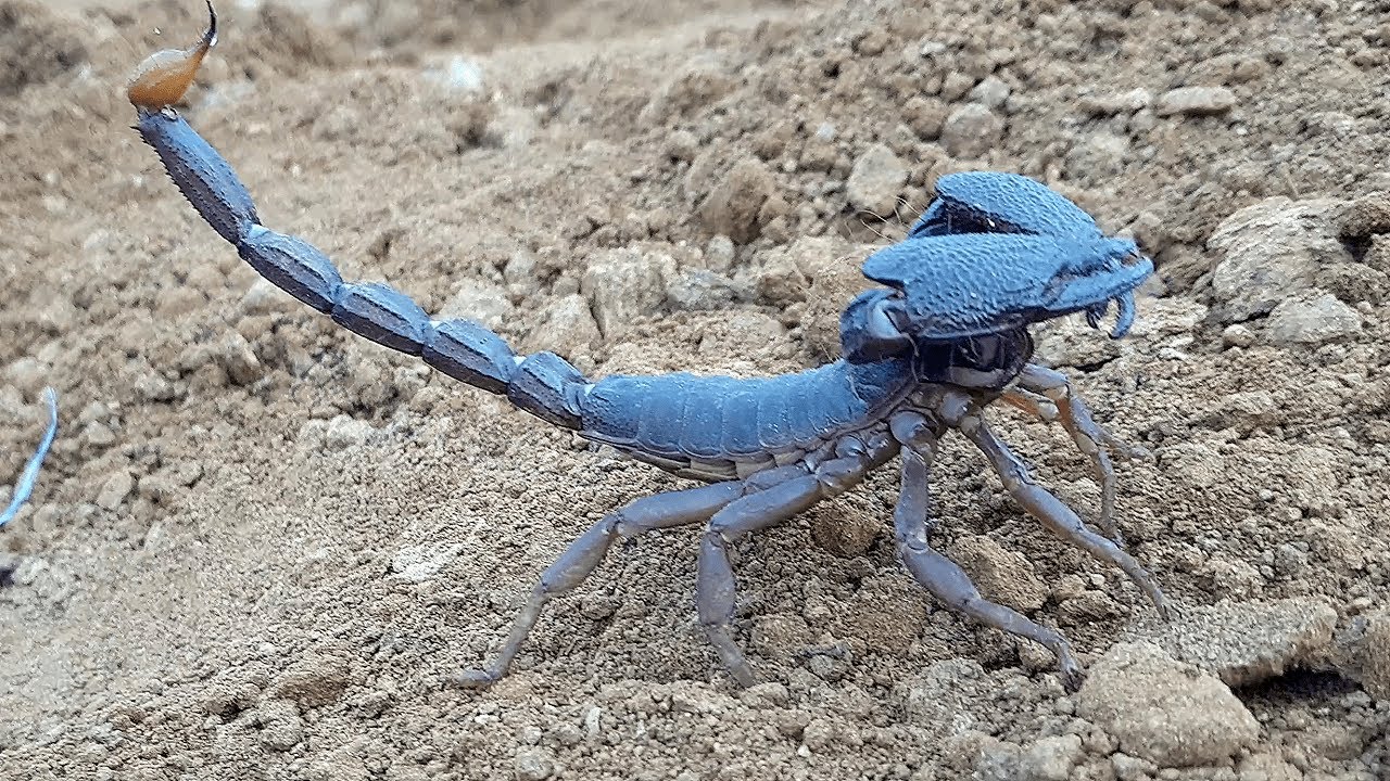 This Crazy Scorpion Follows Me Where Ever i Go in Farm | Scorpion video ...