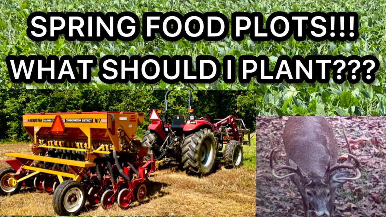 SPRING FOOD PLOTS: WHAT TO PLANT FOR THE BEST DEER HUNTING IN THE FALL ...