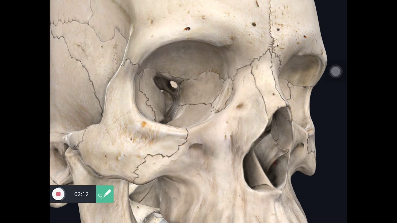 The Orbital Cavity 1:Bony Orbit - YouTube