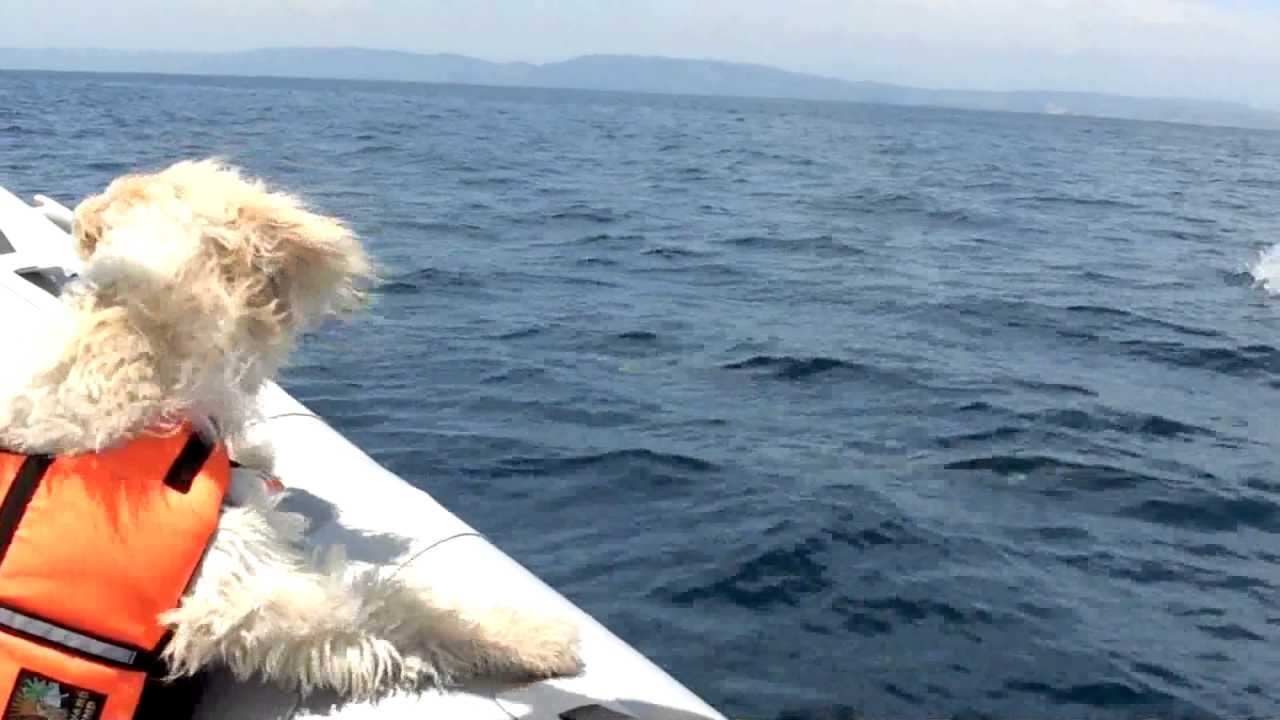 The Dolphin Dog PUPPY part 3 - YouTube