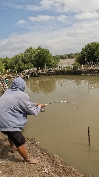 Joran melengkung tajam#mancing_muara - YouTube