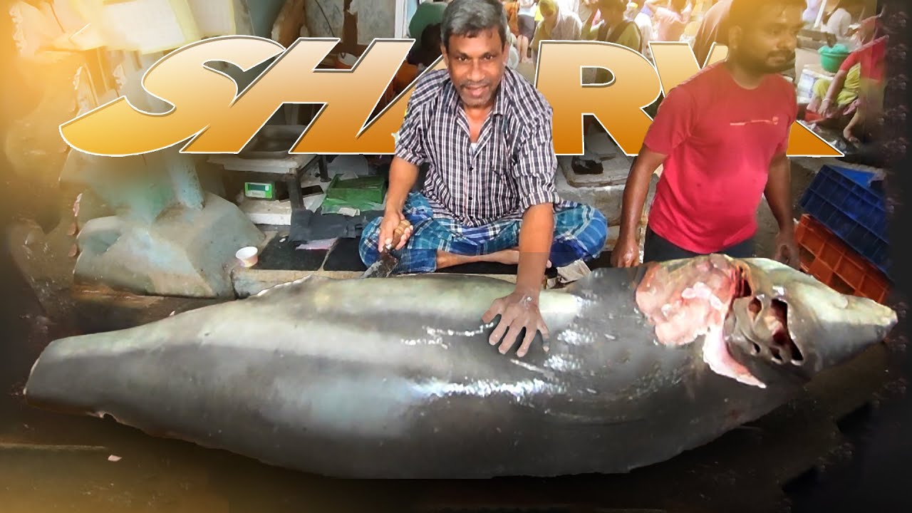 NEVER SEEN 😨🦈 BIG SIZE MILK SHARK CUTTING SKILLS | SURA MEEN CUTTING ...