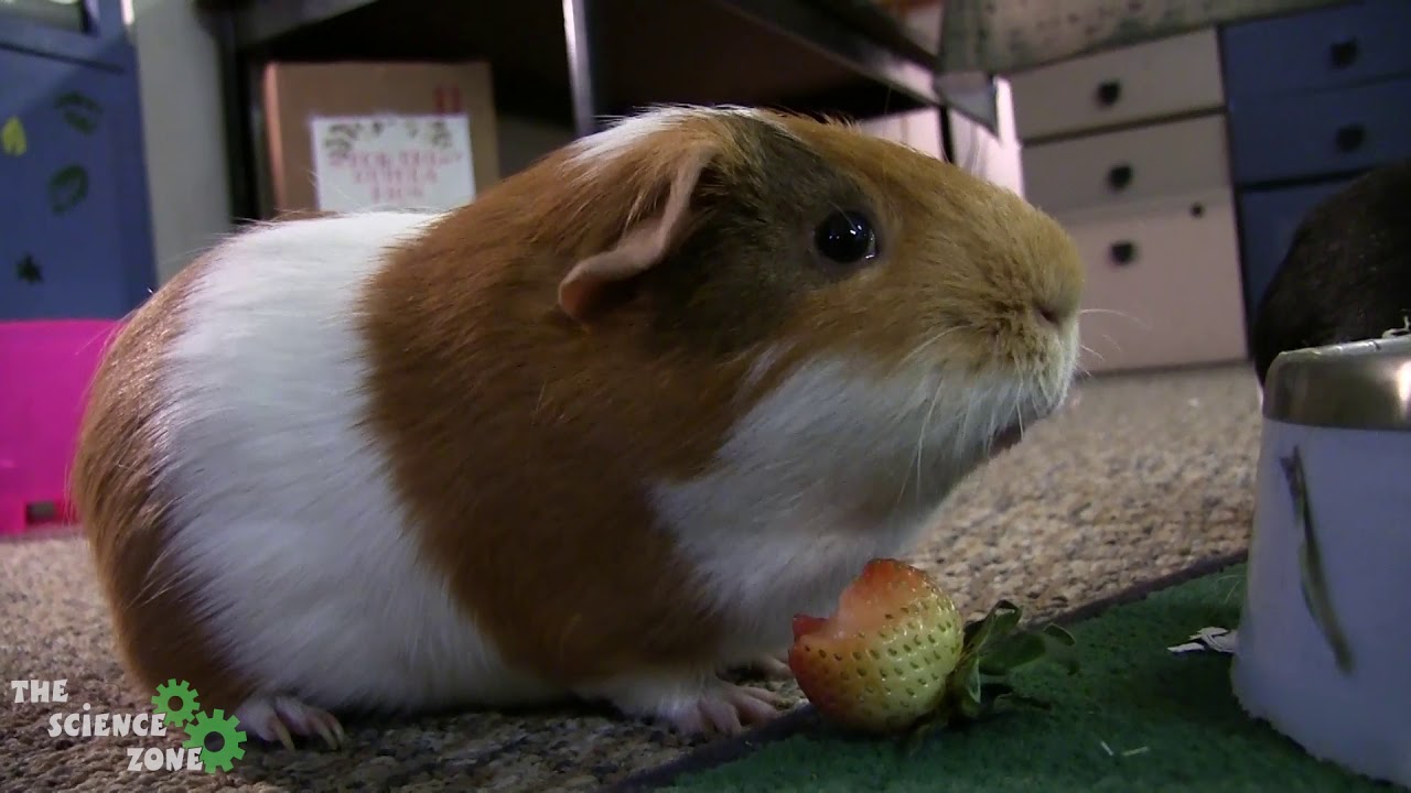 Daily Dose of Science: Wild Wednesday: Guinea Pigs & Sugar Gliders ...