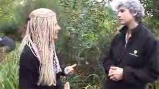 Fall Pruning Tips #2