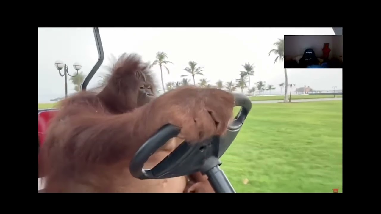 monkey driving golf cart - YouTube