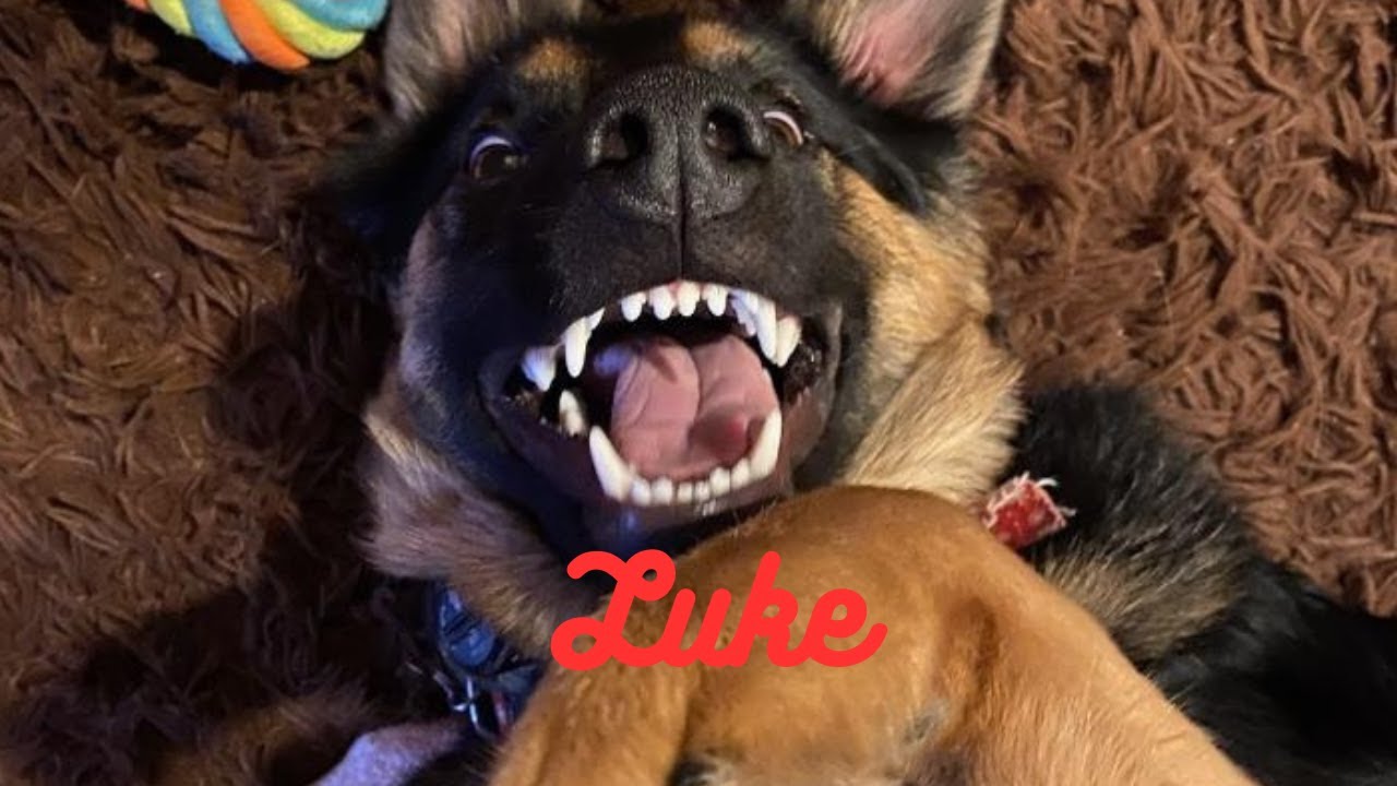 Luke the German Shepherd. #shorts #germanshepherd #shortsvideo #dogs # ...