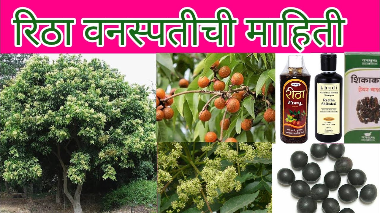 रिठा वनस्पतीची सविस्तर माहिती ( Ritha Tree ) and (Soapnut tree ...
