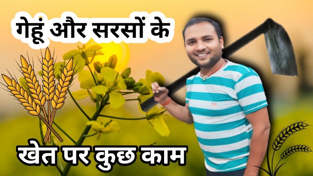 khet work video 🌲🏜️ गेहूं और सरसों - YouTube