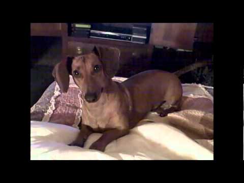 Homer, the blind cat's first movie - YouTube