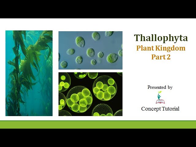 Thallophytes Plants