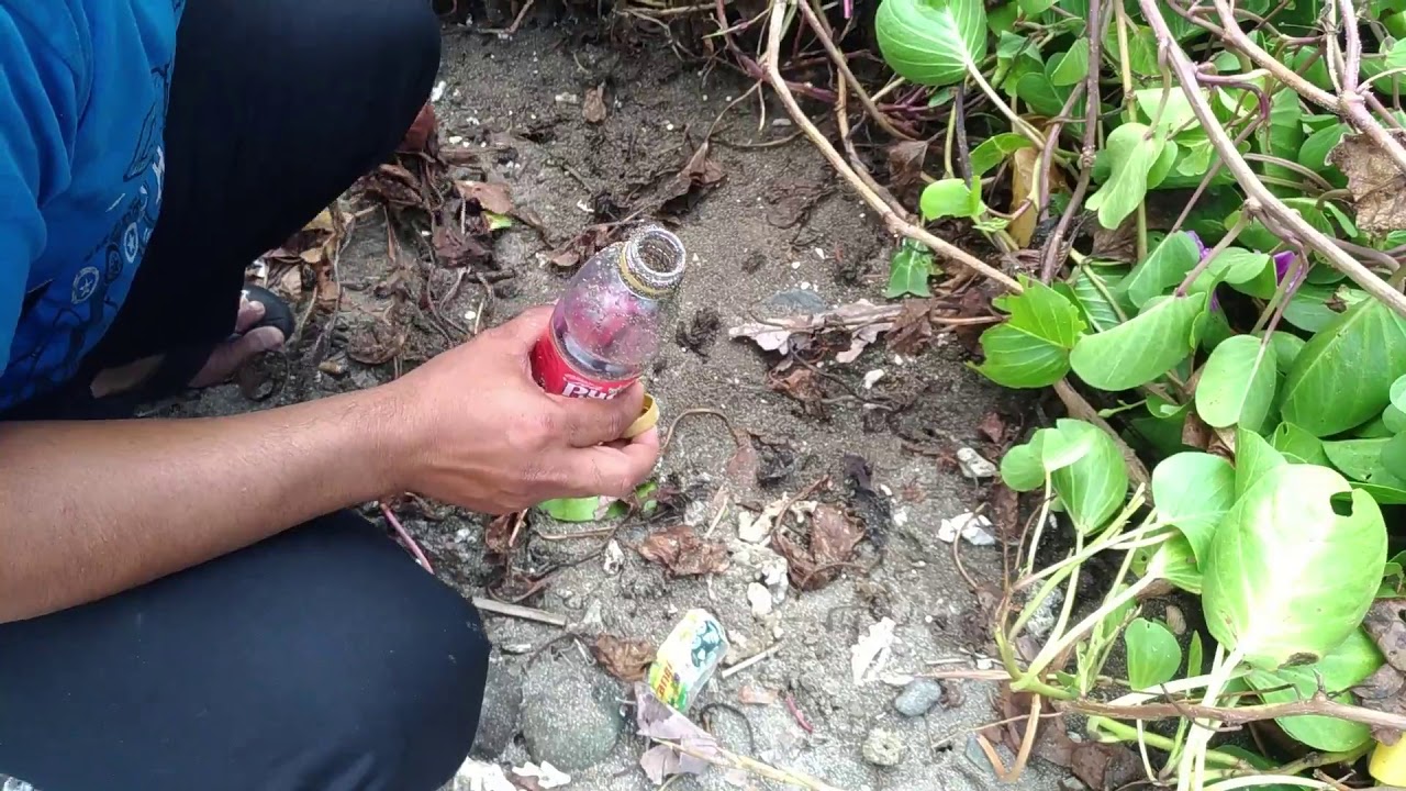 Hewan Unik Apa di Pantai Mutiara Trenggalek - YouTube