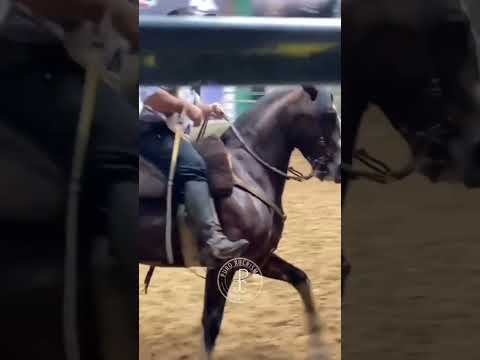 No hay mirada mais linda! - Página do Cavalo Crioulo