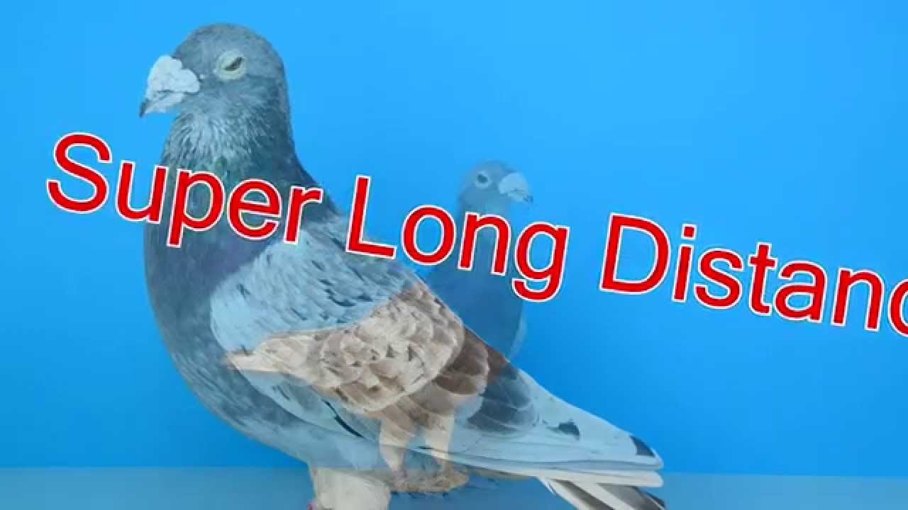 Learning about Pigeon in Hiroshima Japan (D-7) - YouTube