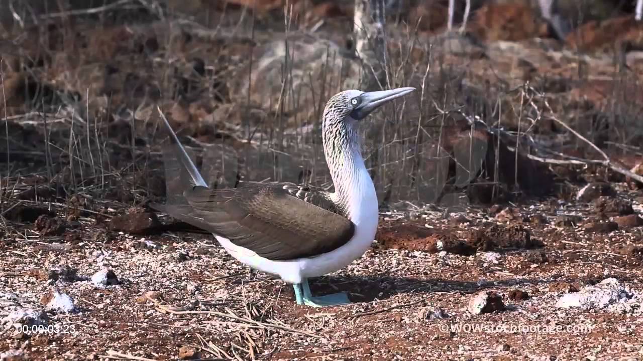 Blue Footed Booby Sound