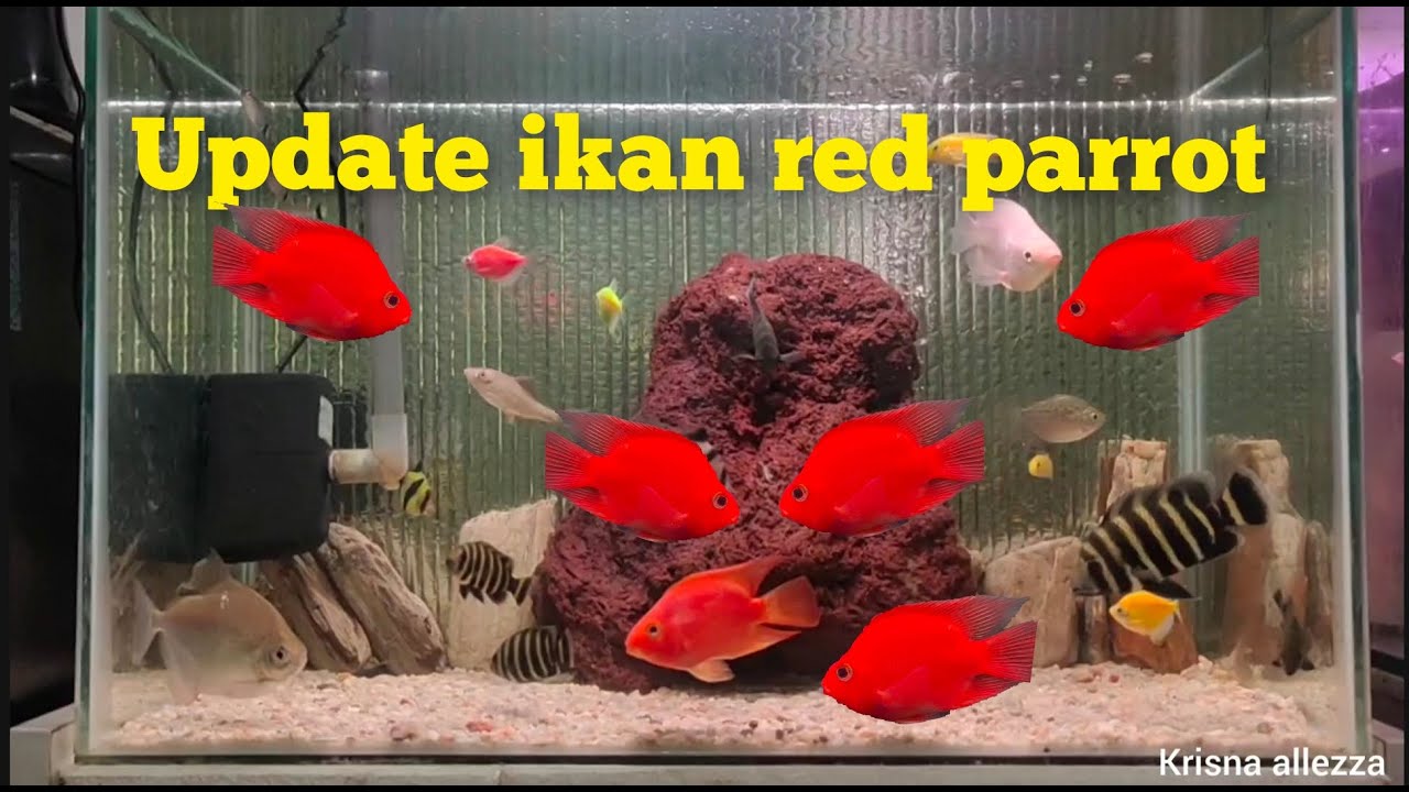 IKAN BLOOD PARROT SI IKAN MERAH MERONA - YouTube